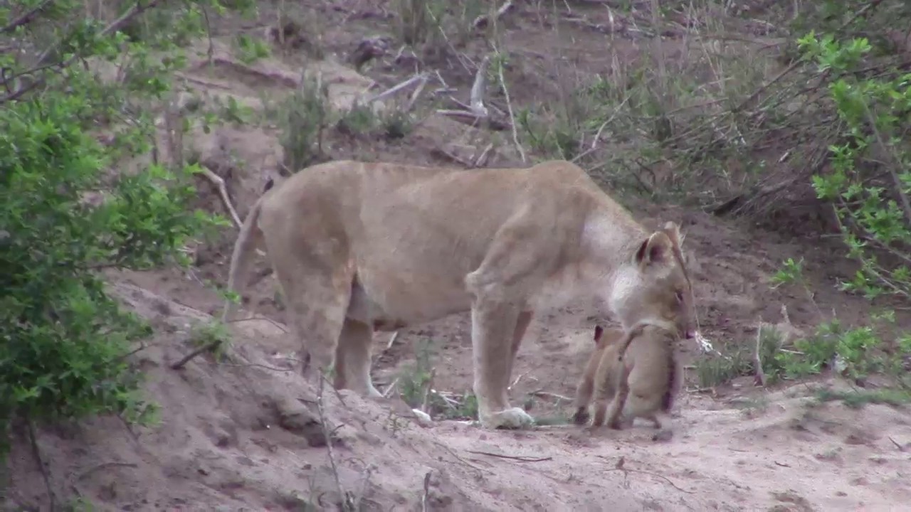 Lioness carry a cub in her mouth - YouTube