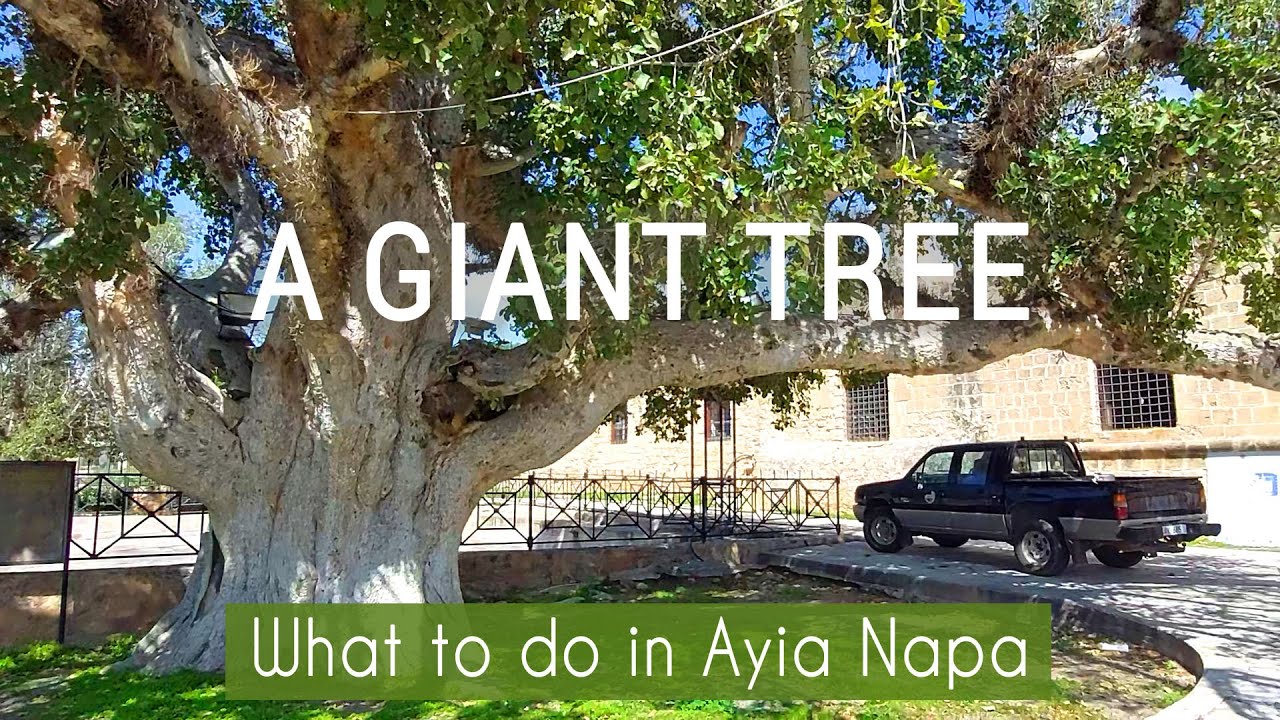 See Cyprus' Incredible Giant Sycamore Tree - An attraction of Ayia Napa ...