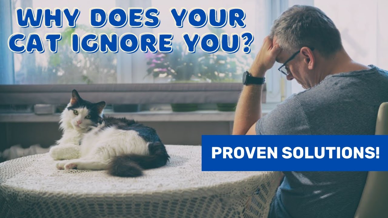 Decoding Feline Behavior: Why Your Cat Ignores You and Proven Solutions ...