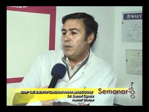 DR CIPOLLA VETERINARIA.wmv - YouTube