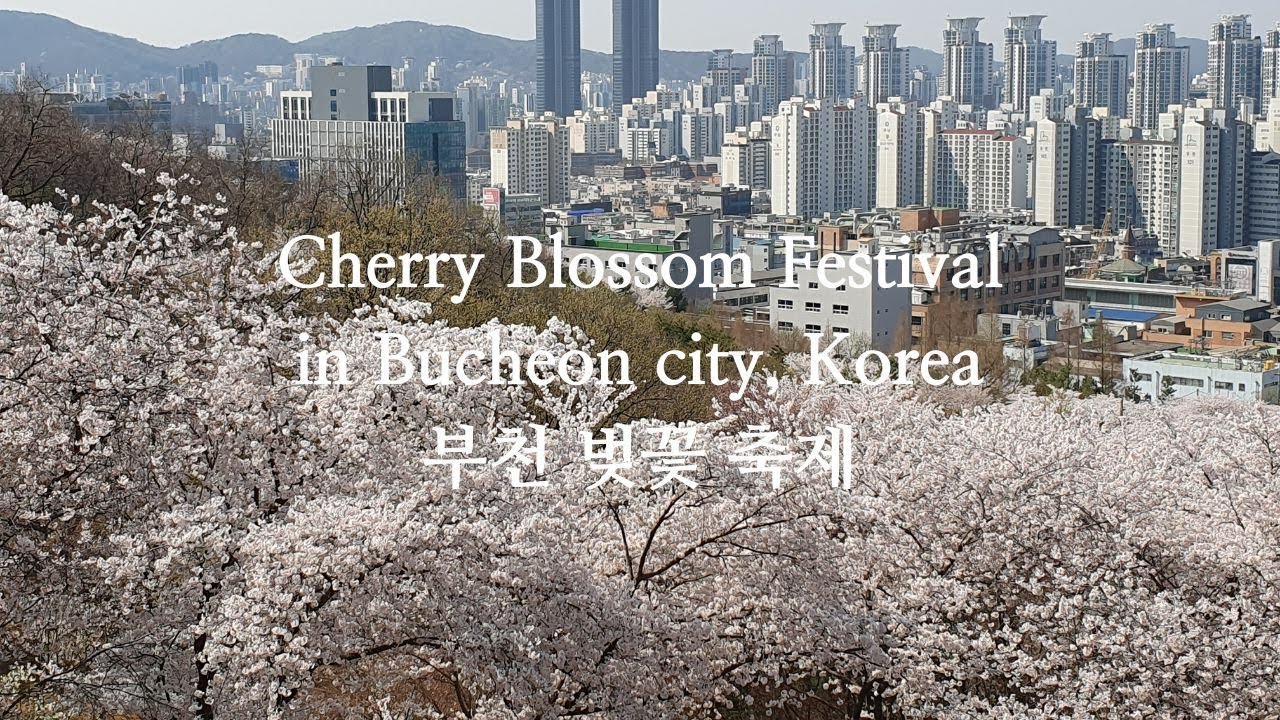 [4K] Cherry Blossom Festival in Bucheon city, Korea. 부천 벚꽃 축제. - YouTube