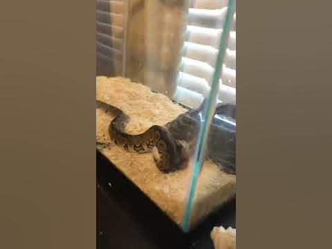 Ball python eats live mouse (WARNING LIVE FEEDING) - YouTube