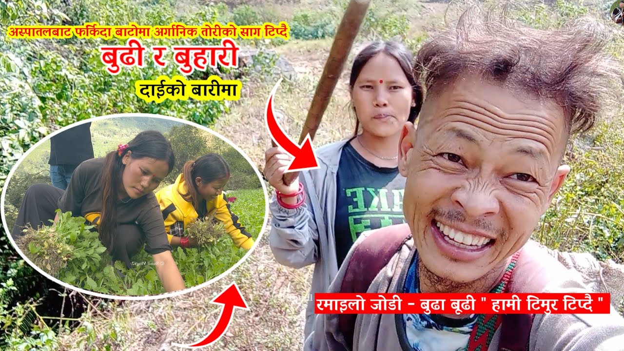 बिना पैसा यति धेरै अर्गानिक साग | Tori Sag | Organic Sag Tipdai | Budi ...