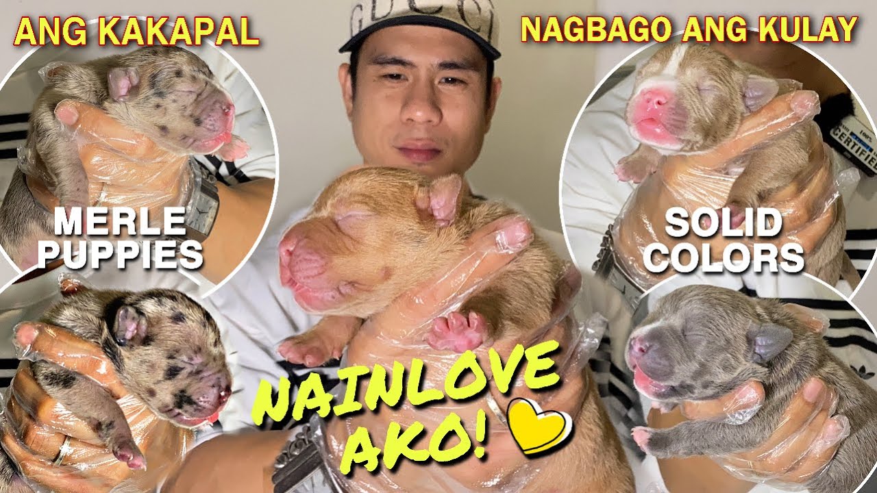 NAGBAGO AGAD ANG ITSURA AT KULAY! NAME REVEAL FOR OUR XL AMERICAN BULLY ...