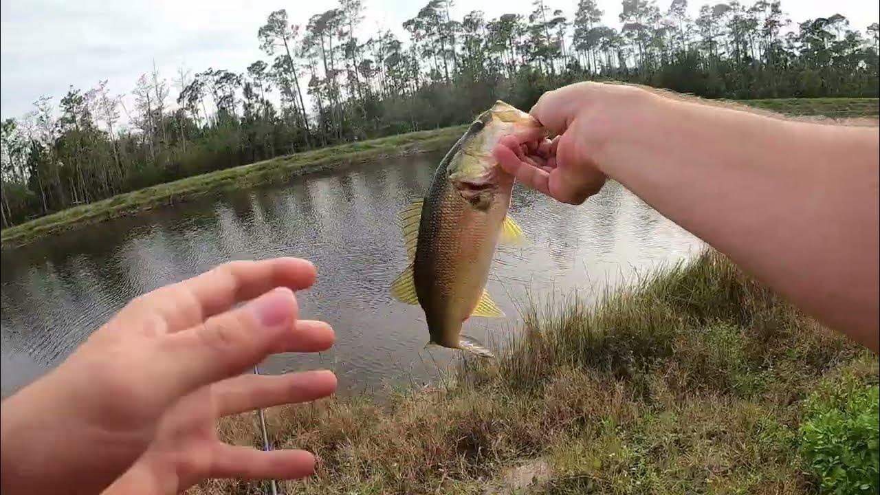CLOSE Encounter with BIG Alligator Fishing Florida Canal - YouTube