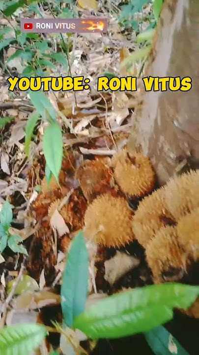 buah mirip buah durian yang tau buah ini komen - YouTube