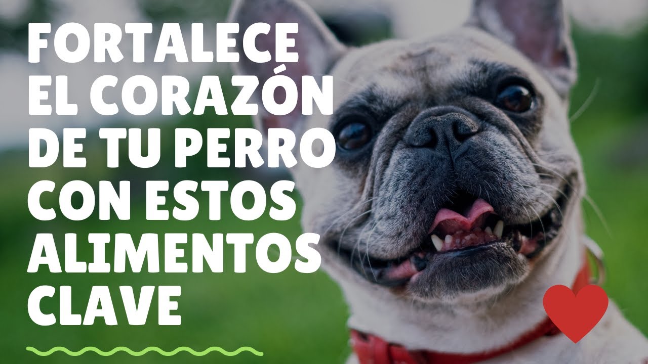 Fortalece el corazón de tu perro con estos alimentos claves. - YouTube