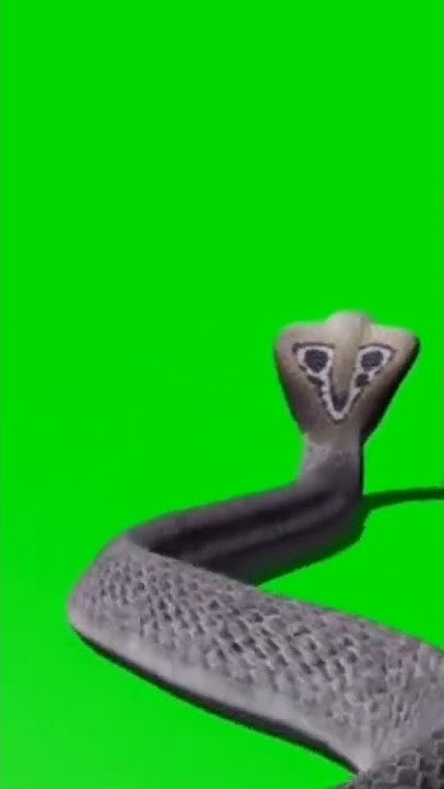 snake green screen - YouTube
