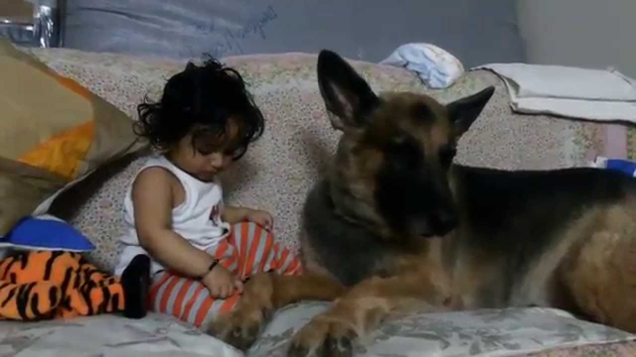 German Shepherd and Baby - Super Friendly and Cute - YouTube