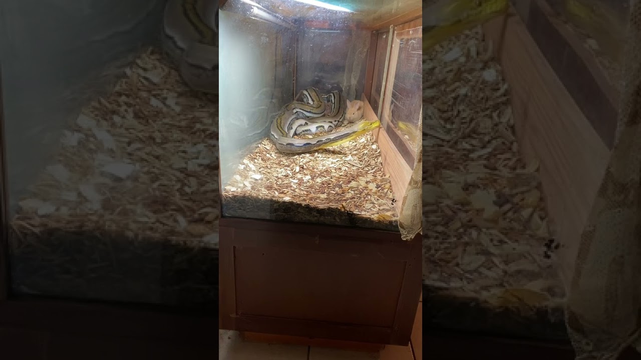 ⚠️LIVE FEEDING⚠️ my male Genetic Stripe Reticulated Python VS Rabbit ...