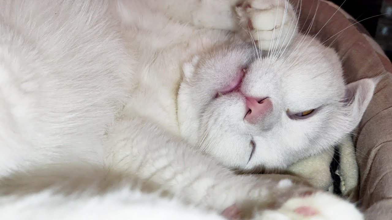 🌠Dive into the Heartwarming World of Sweet Cat Sleep with Cat Twist! 💤😺 ...