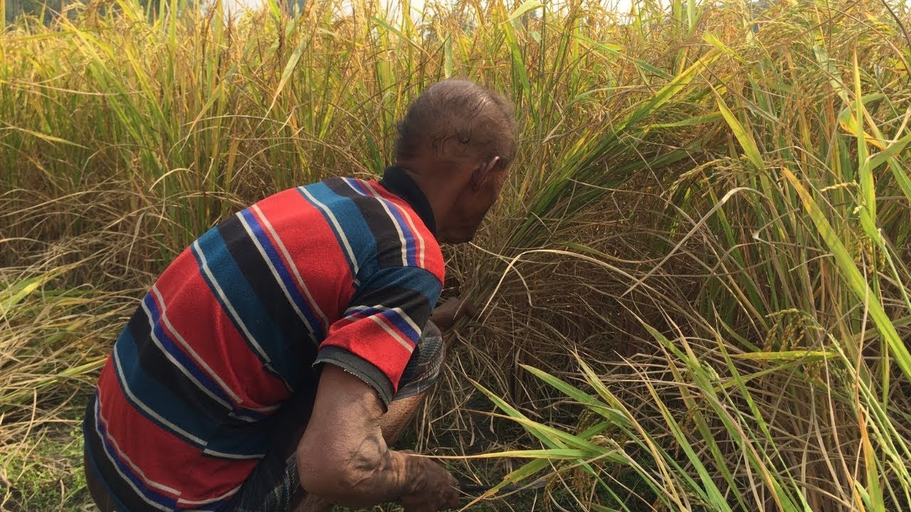 Farmers cut rice plants in the field | Village Life - YouTube