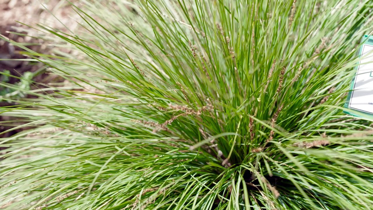 The Garden Gurus - Shara Blue™ Lomandra fluviatilis ‘LM380’ PBR - YouTube