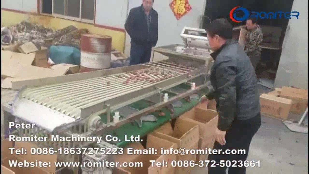 Full Automatic Dates Sorting Grading Machine-Romiter Machinery - YouTube