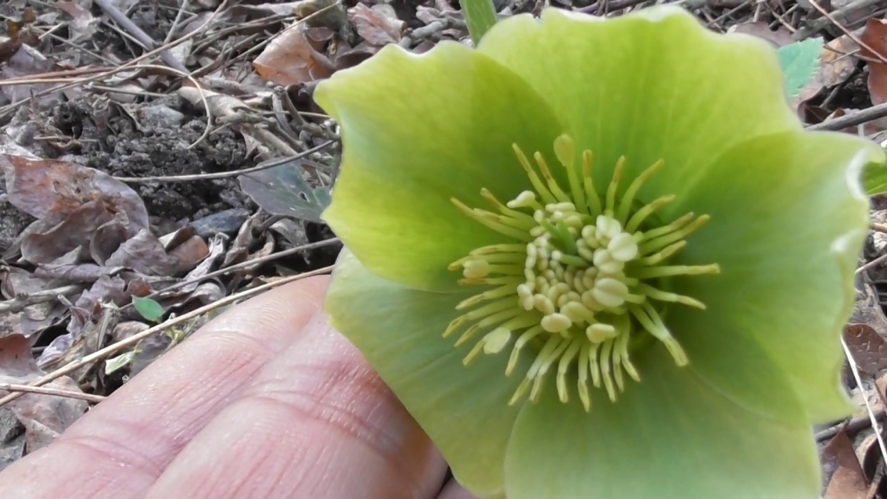 Helleborus odorus, fragrant hellebore, the plant’s toxic leaves, stems ...
