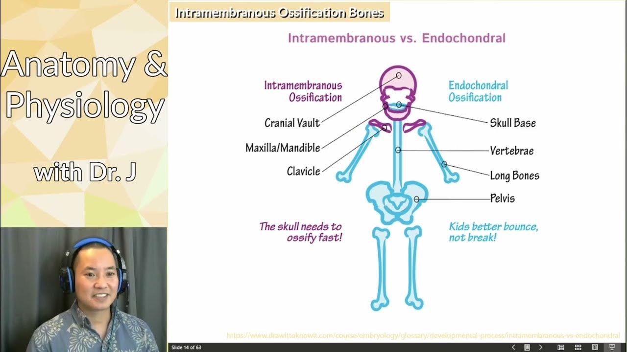 Aandp 1 Phyl 141 Bone Bone Formation And Intramembranous Ossification