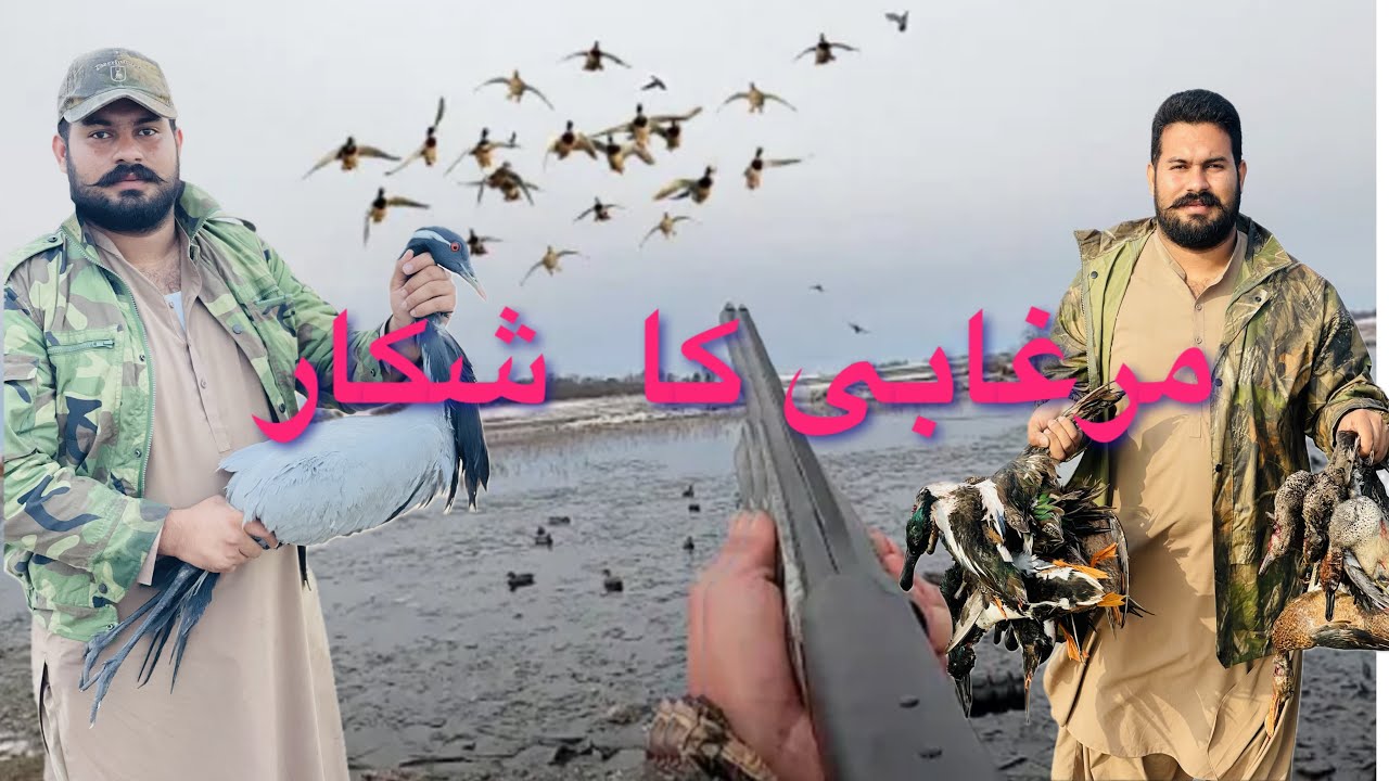 Duck hunting session 2024At Sindh River in pakistan Amazing duck ...
