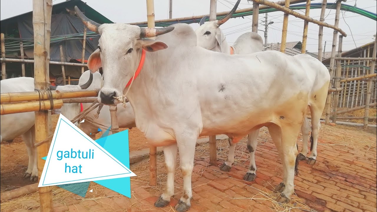 desi goru and vutti Goru Indian cow baby cow in gabtuli hat biggest ...