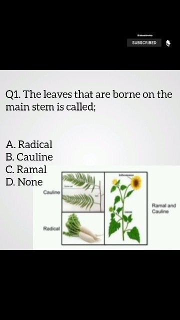 Types of leaves | Radical, cauline and ramal | Angiosperms | Biology # ...