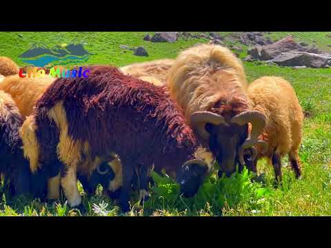 Dılem Loyloy - kürtçe dengbeji müzik  harika yeni klip