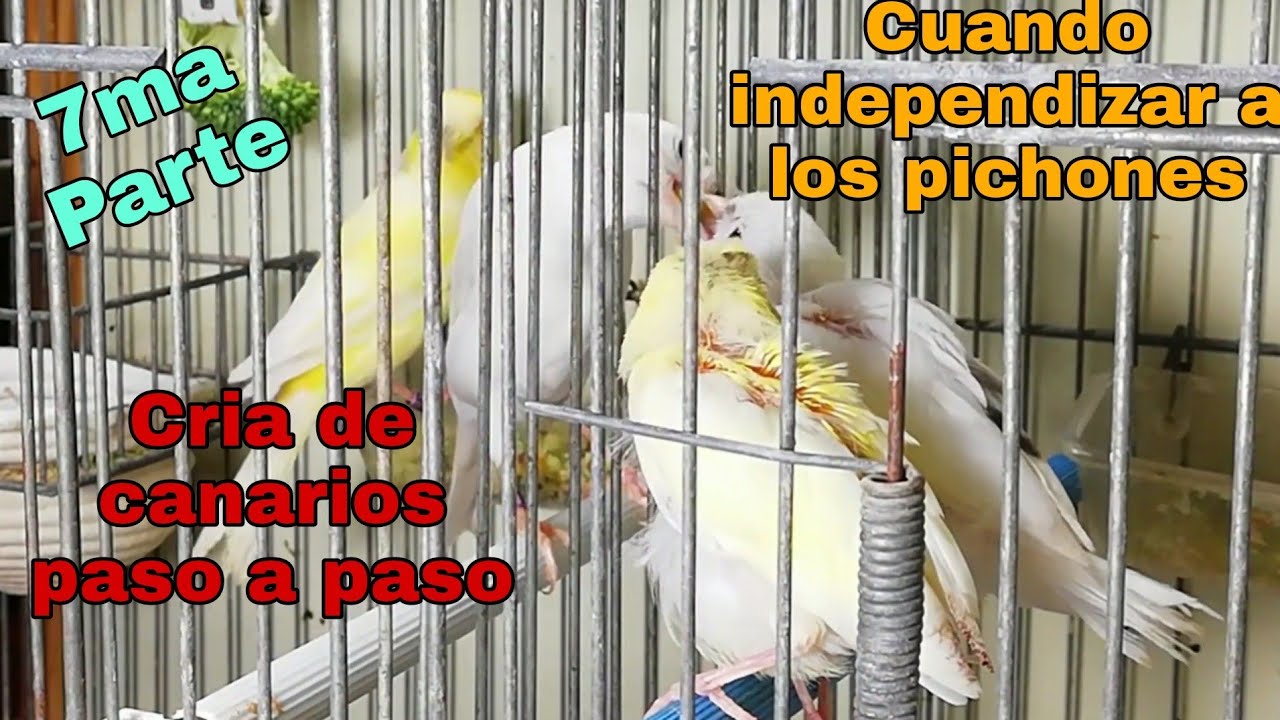 cria de canarios paso a paso cuando comen solos los pichones parte 7ma ...
