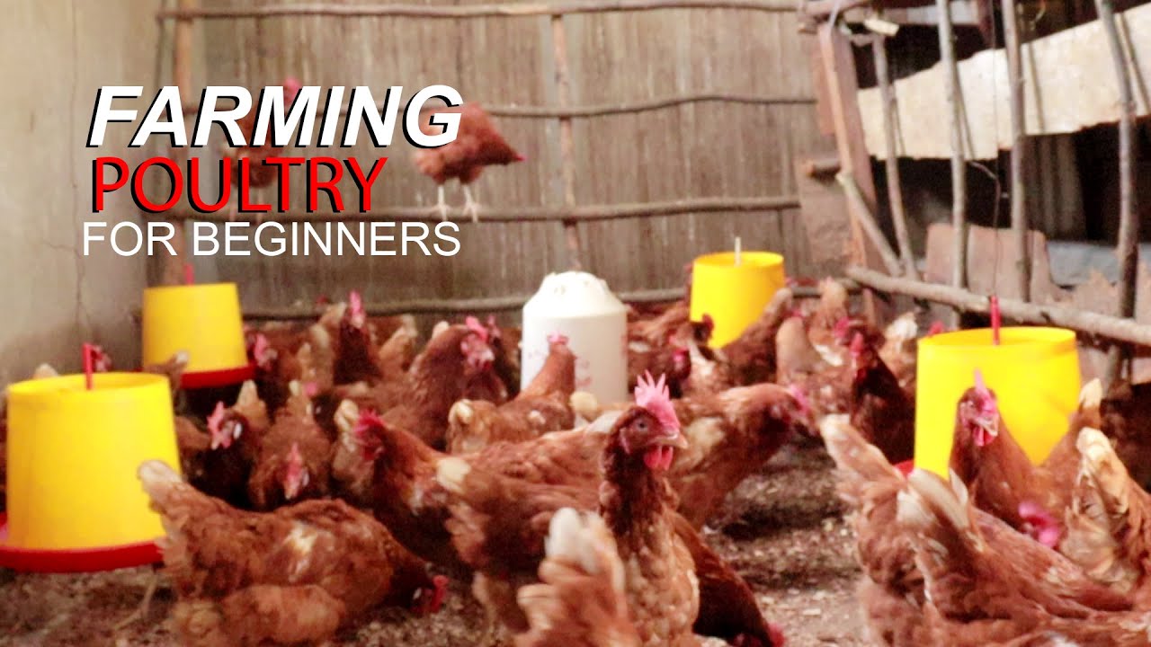 Smart Farm I Poultry Farming I Layers Farming For Beginners - YouTube