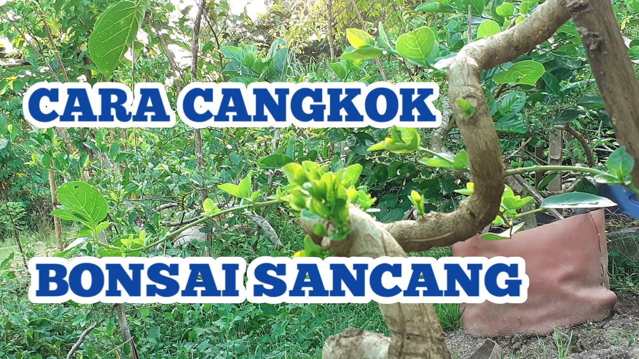 Tehnik cangkok Bonsai - YouTube