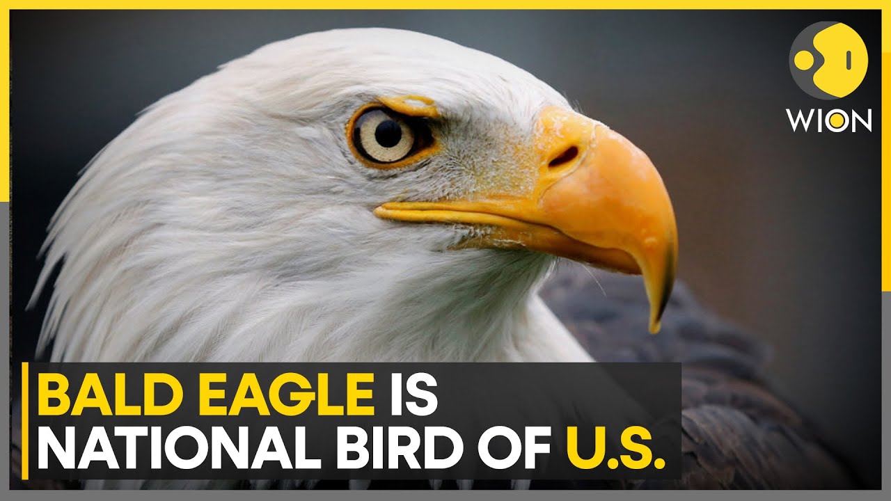 US President Biden Signs Bill, Designates Bald Eagle As 'National Bird ...