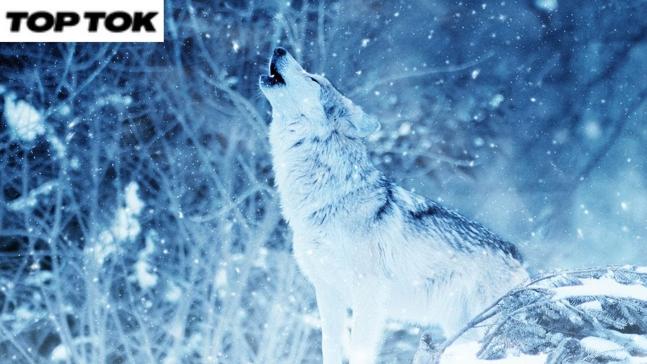 Howling Wolves - Norwegian Wolves 😍 - YouTube