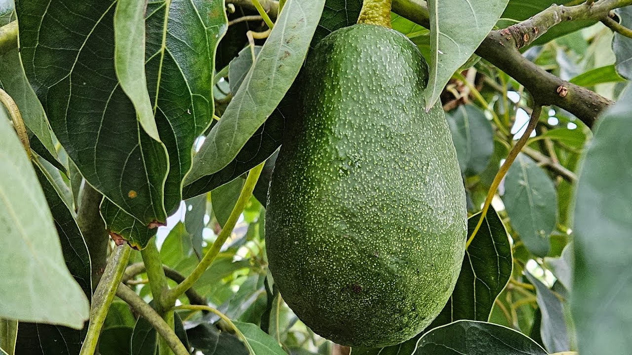 Hass Tree Turns Out To Be a Fuerté Tree 5 Years Later! 25/05/24 - YouTube