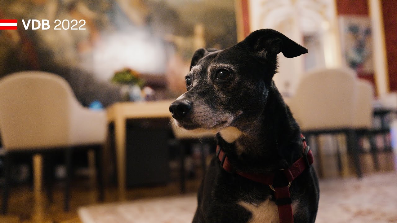 VDB22: First Dog Juli kommt zu Wort - YouTube