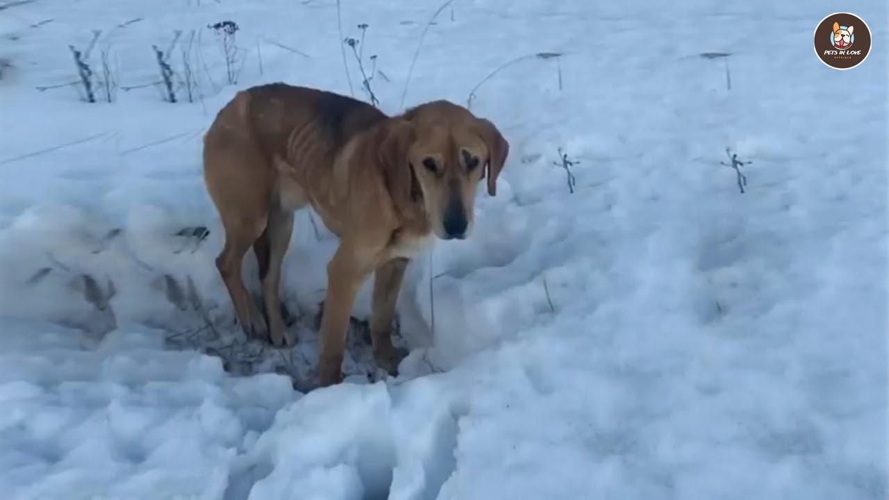 Digging a snow hole with a broken leg, he cried over his first warm ...