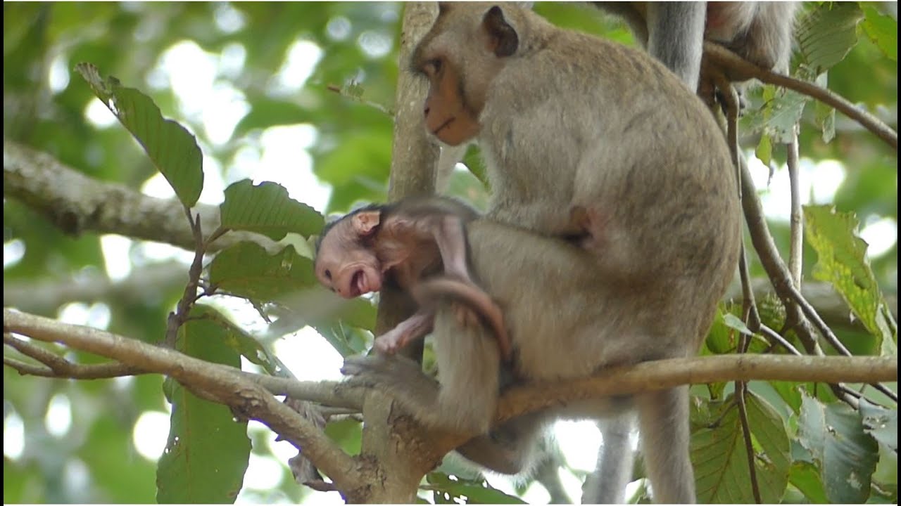 Tarzana Keep Long Kidnapped Bring Baby Jinx Up To The Tree Until Cry ...