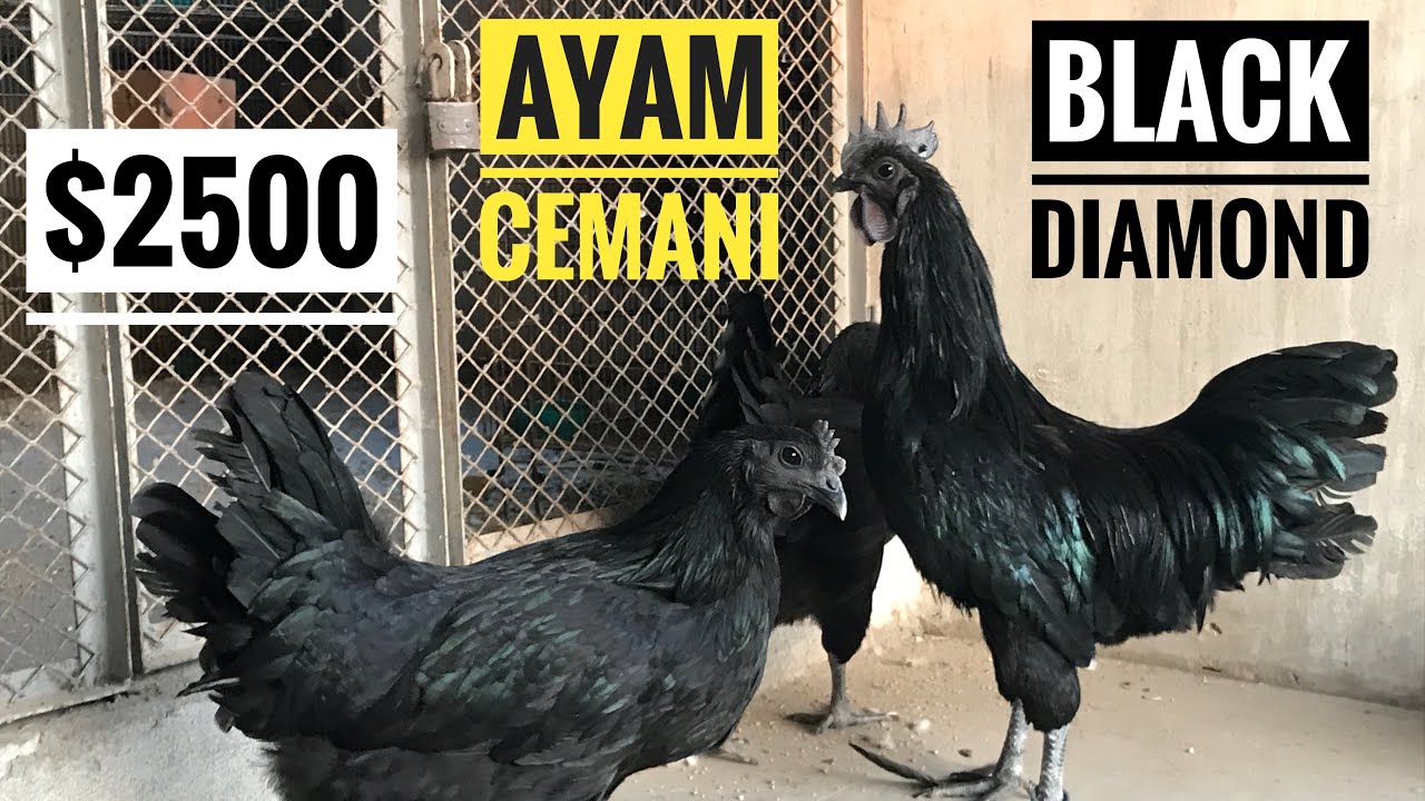 Ayam Cemani Hen Indonesian Breed | Black Diamond | Most Expensive hen ...