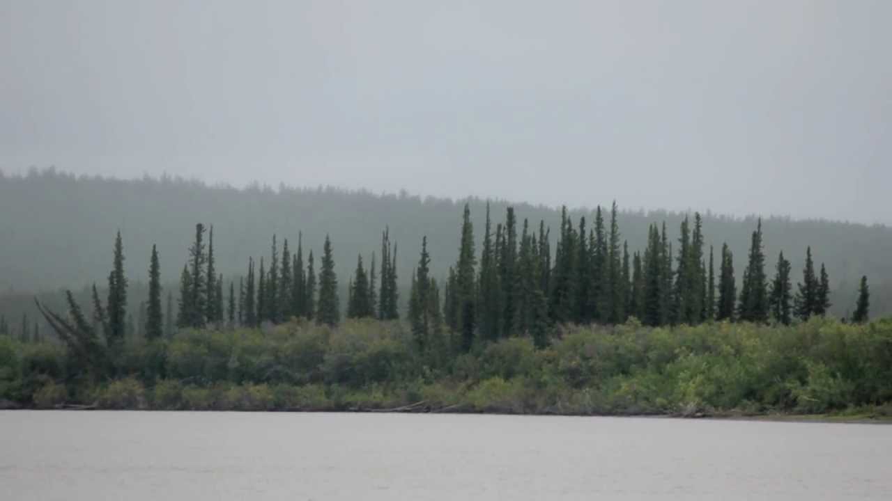 Speedboat through the mackenzie delta forest. - YouTube