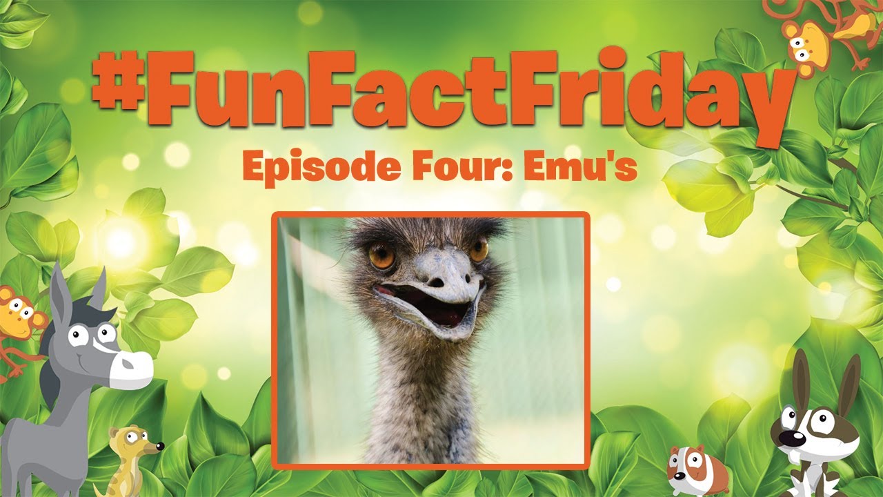 Fun Fact Friday | Series One | Episode Four - YouTube