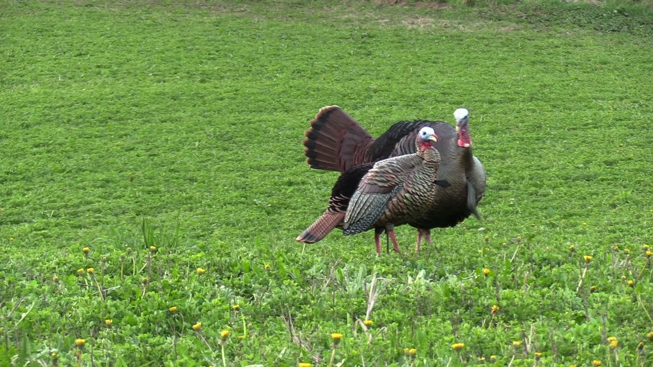 Bird Down ... Man Down!! - YouTube