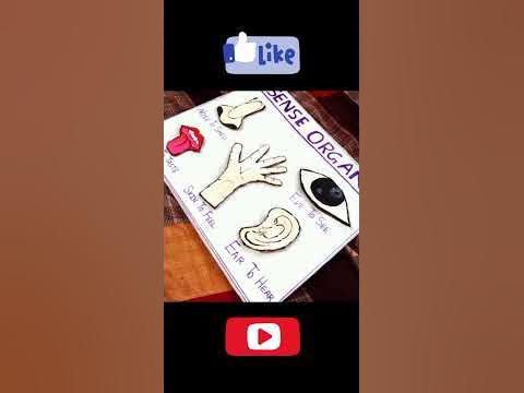 sense organs model by using waist cardboard #youtubeshorts # ...