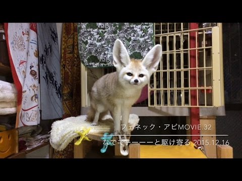 フェネックMovie32.なでてーーーと駆け寄る - Fennec Fox - YouTube