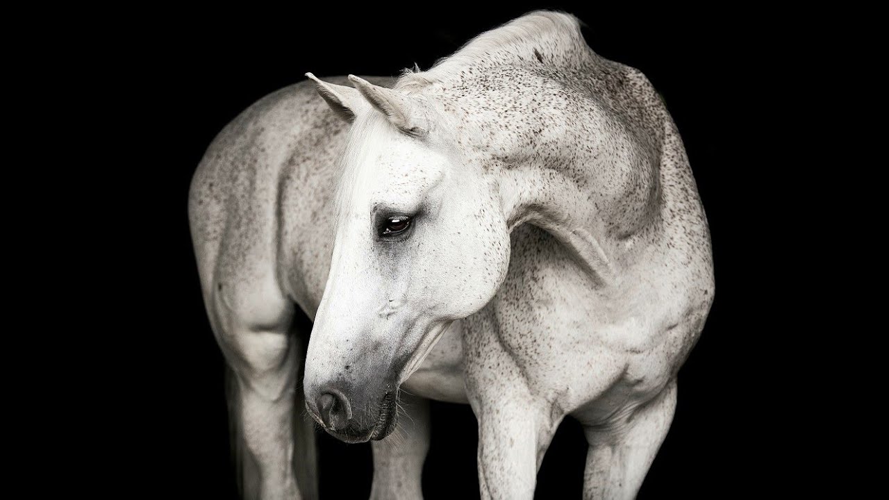 FLEA-BITTEN GREY HORSE STUDY - YouTube