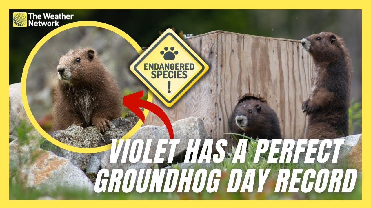 Canada's Most Endangered Mammal Has a Perfect Groundhog Day Record ...