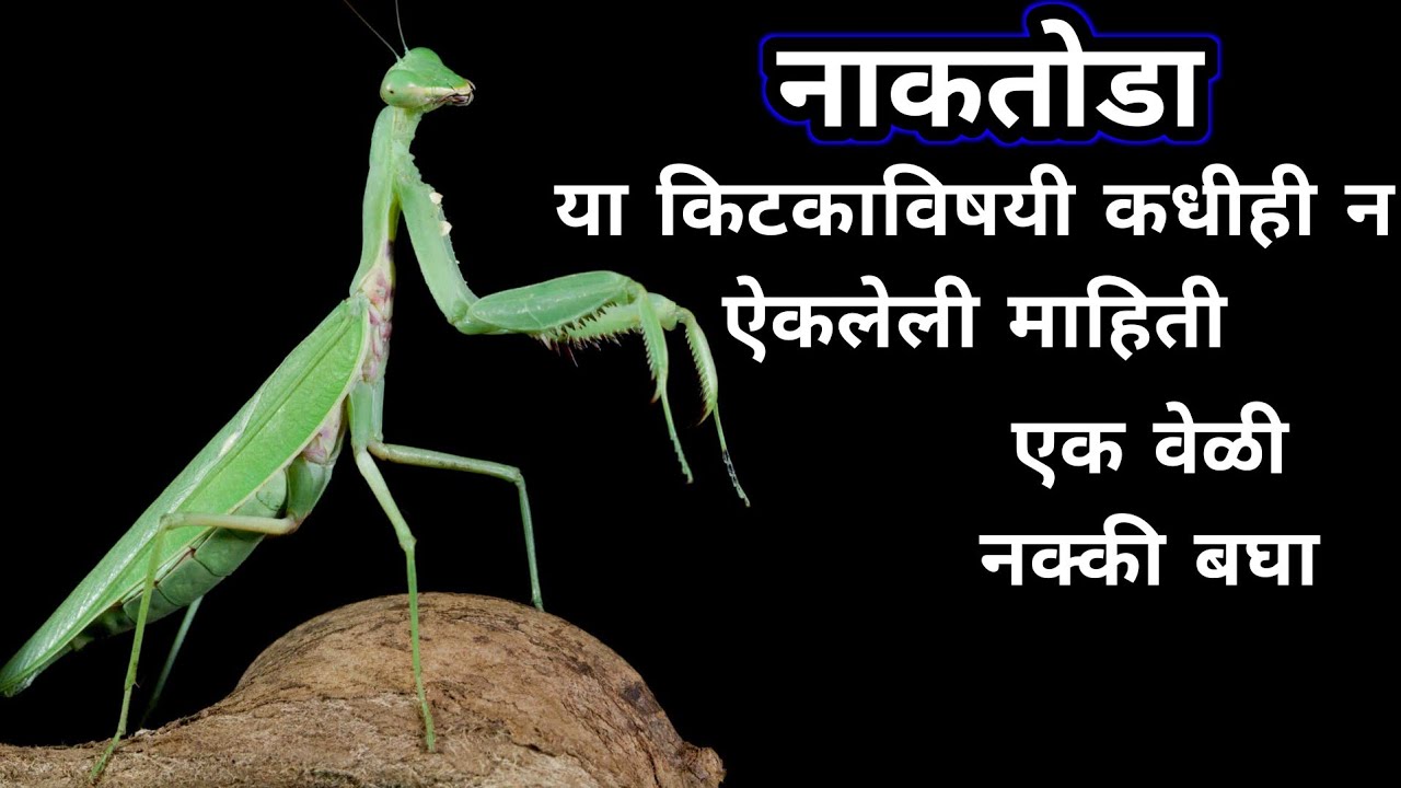 naktoda chi mahiti | नाकतोडा विषयी माहिती | naktoda vishay mahiti ...