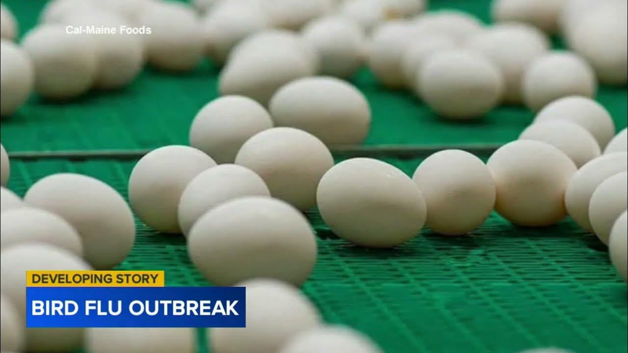 The largest fresh egg producer in the US has found bird flu in chickens at a Texas plant - YouTube
