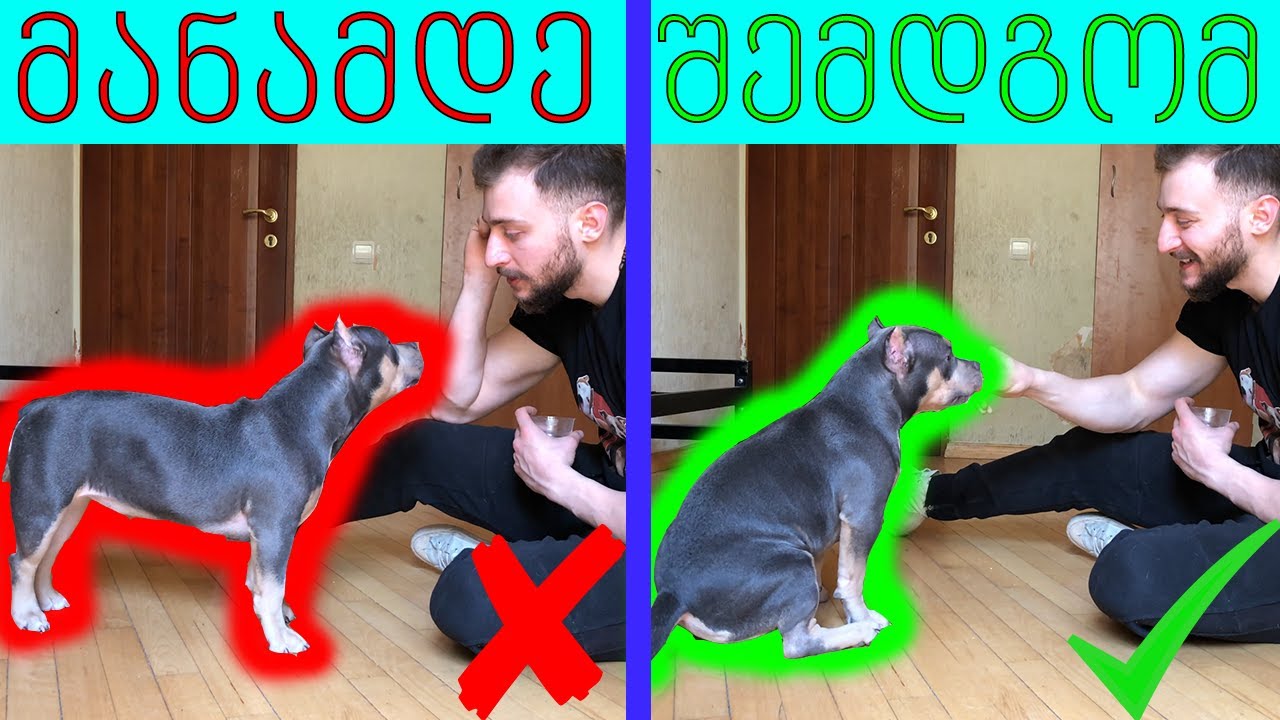 როგორ ვასწავლოთ ძაღლს დაჯდომა წვრთნის დღე N1 Youtube