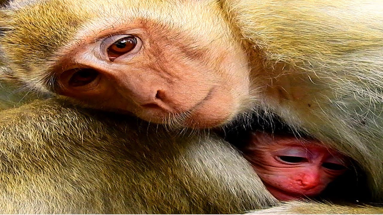 New Baby Very Hard Cos His Sister Sleeping On ST1701 Mono Monkey - YouTube