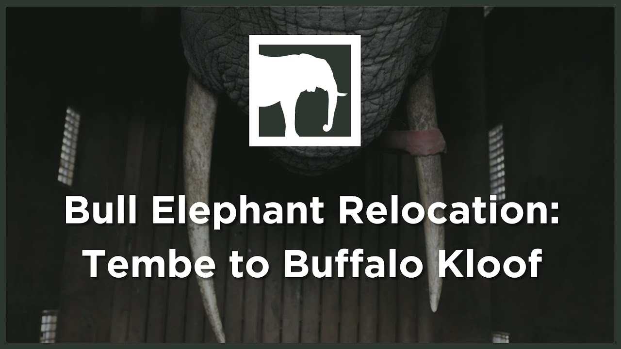 Bull Elephant Relocation: Tembe to Buffalo Kloof - YouTube