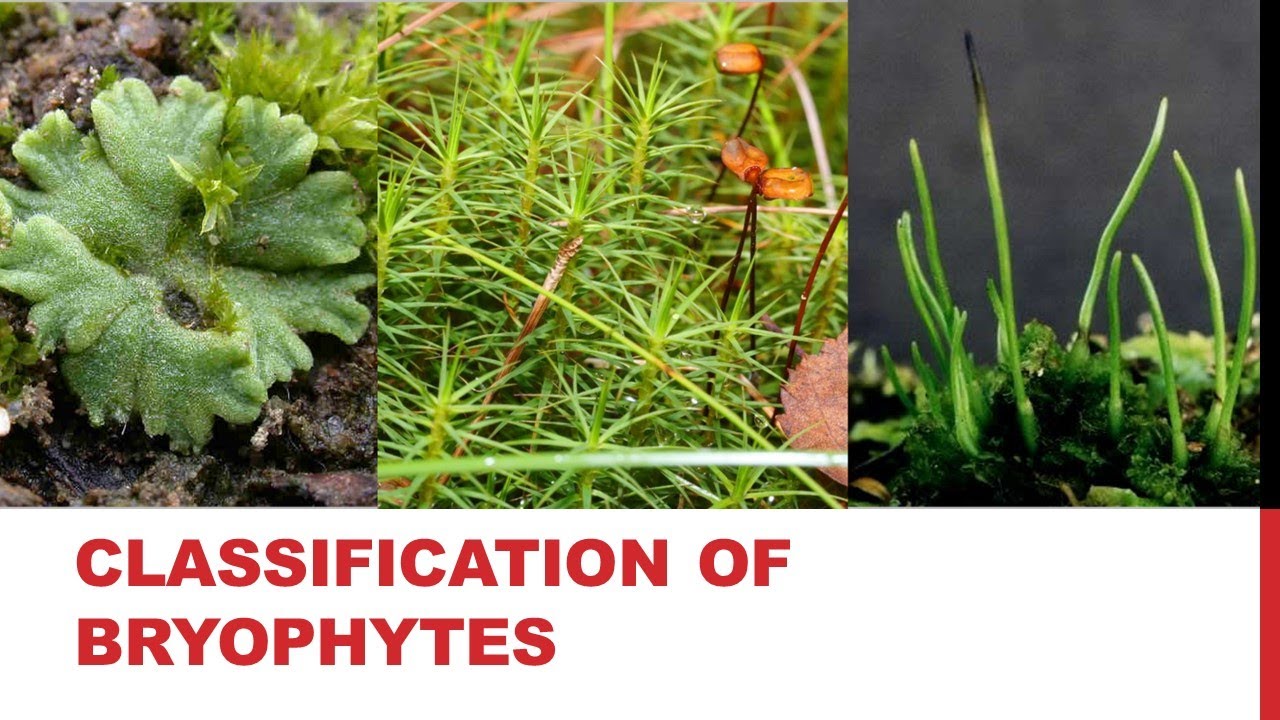 11 Biology - Chapter 09 - Lecture 06 - Classification of Bryophytes ...