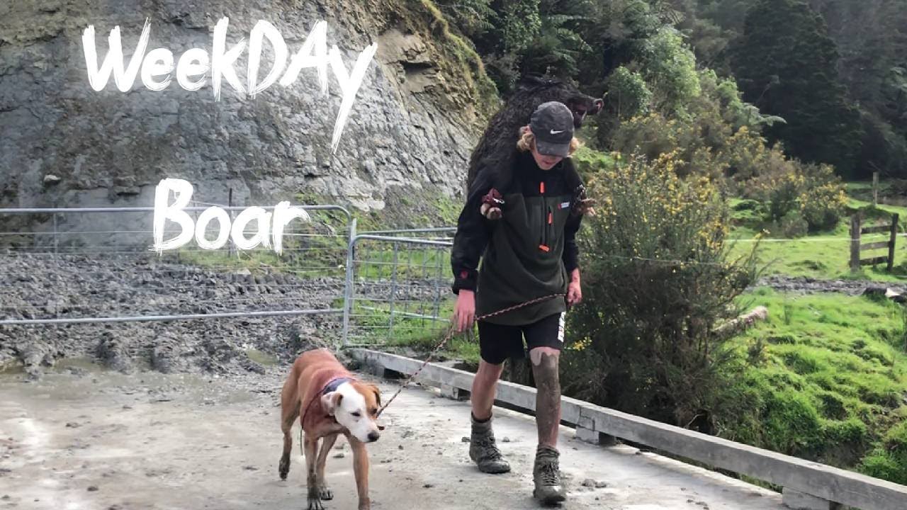 Midweek Boar // NZ Pig Hunting - YouTube