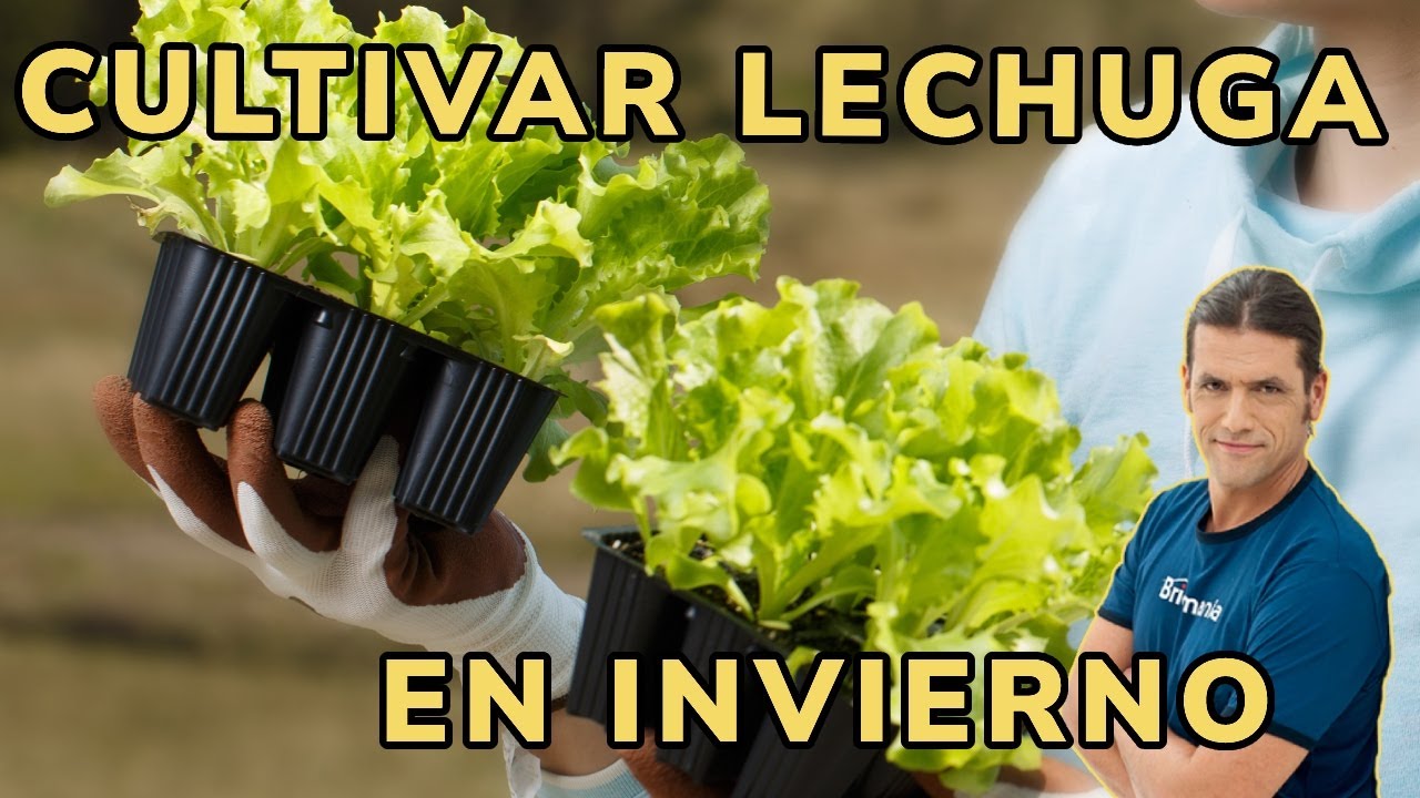 Cómo preparar la HUERTA en INVIERNO - Cultivar LECHUGAS con éxito ...