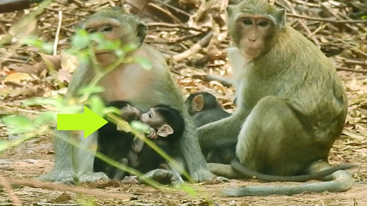 Monkey Casi Change Her Attitude about Baby Calvin, Feed More Milk To ...